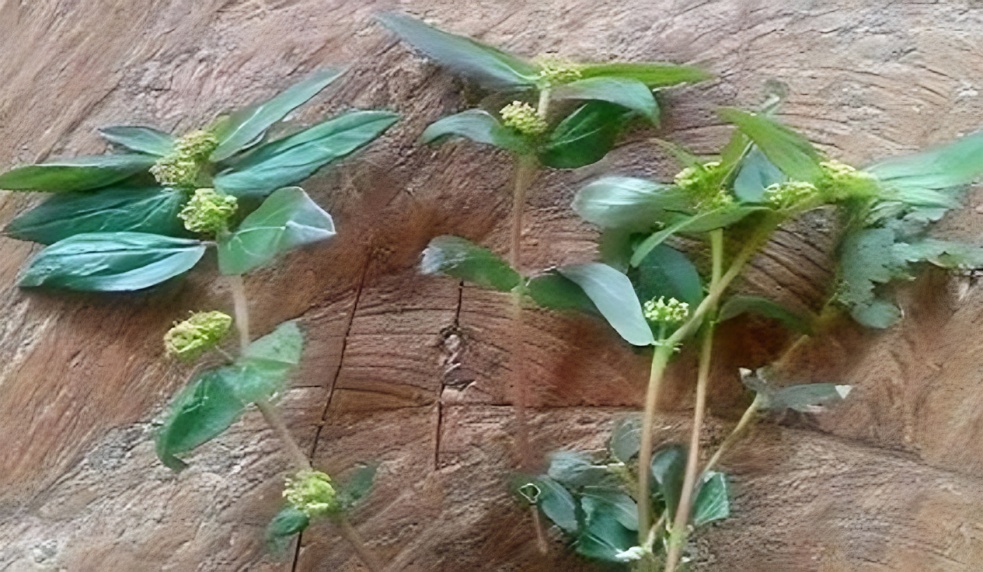 The Plant Featured in the Image Is Among the Most Extraordinary Plants ...